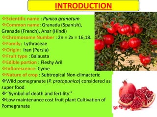 Botany, floral biology and physiological disorders Pomegranate.pptx