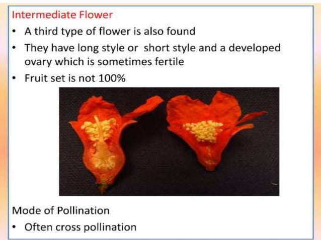 Botany, floral biology and physiological disorders Pomegranate.pptx ...