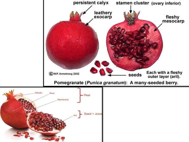 Botany, floral biology and physiological disorders Pomegranate.pptx ...