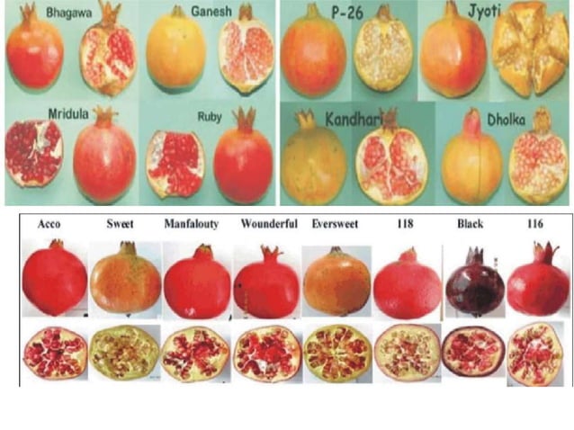 Botany, floral biology and physiological disorders Pomegranate.pptx ...