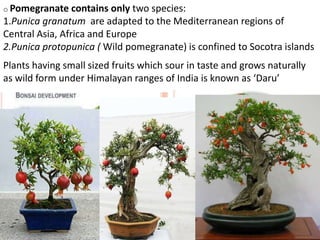 Botany, floral biology and physiological disorders Pomegranate.pptx