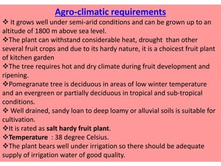 Botany, floral biology and physiological disorders Pomegranate.pptx