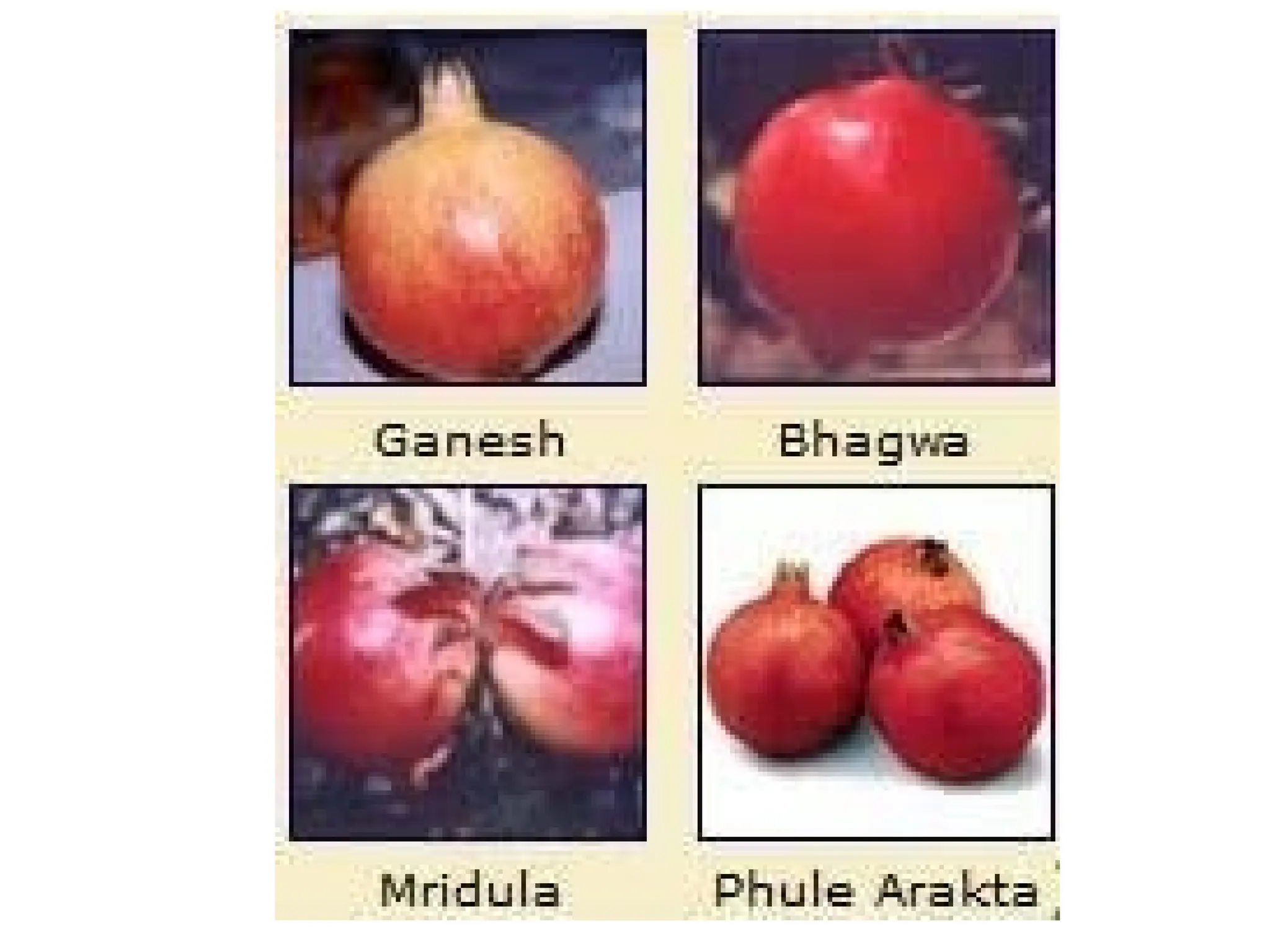 Dollar earning crop Pomegranate by anjinayya.pptx