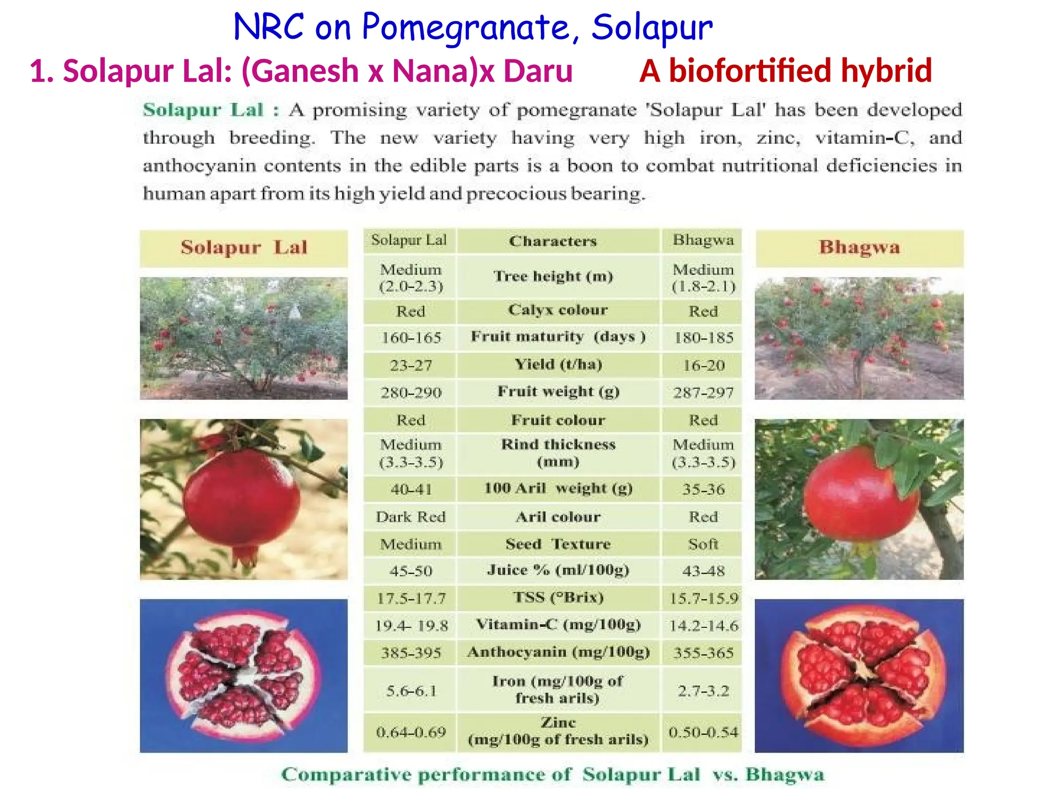 Dollar earning crop Pomegranate by anjinayya.pptx