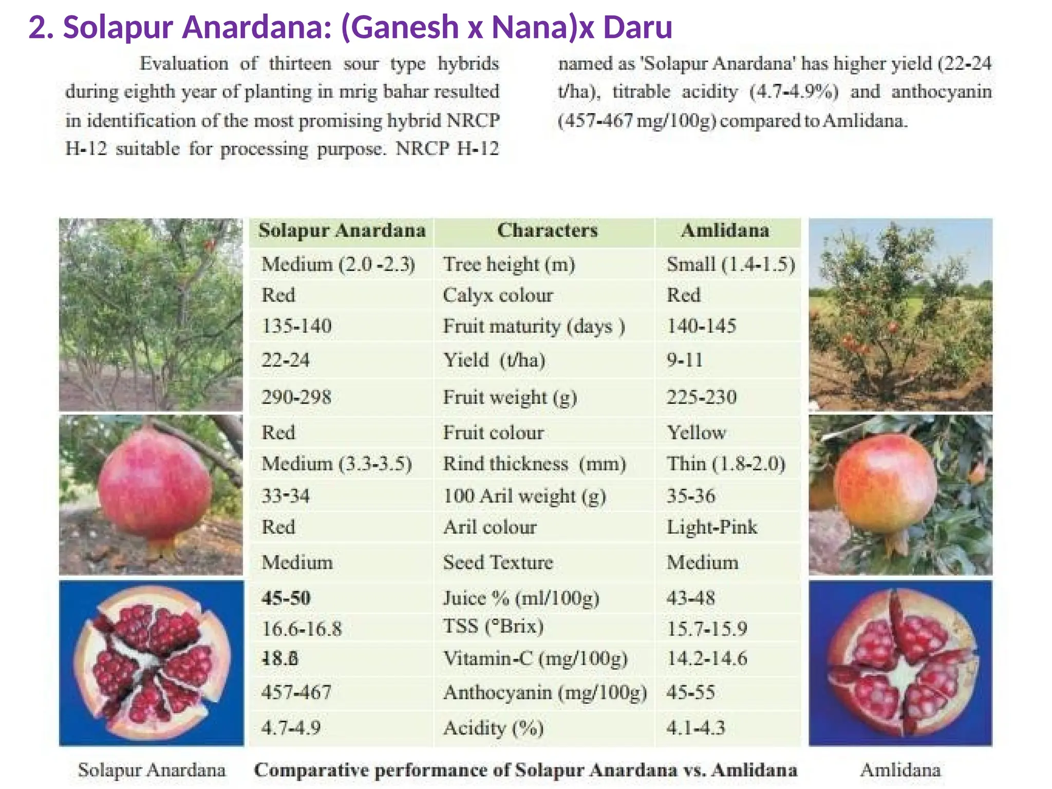 Dollar earning crop Pomegranate by anjinayya.pptx