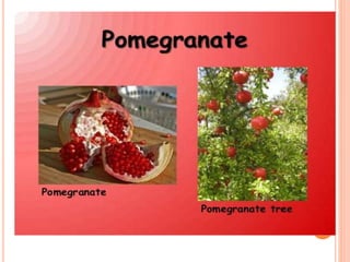 Pomegranate diseases A Lecture on ToT By Allah Dad Khan | PPT