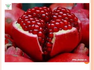 Pomegranate diseases A Lecture on ToT By Allah Dad Khan | PPT
