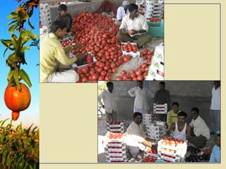 Pomegranate - Global Scenario | PPT