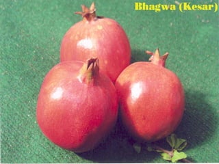 Pomegranate - Global Scenario | PPT