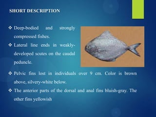 INDIAN POMFRET FISHERIES | PPTX