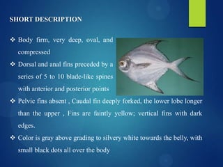 INDIAN POMFRET FISHERIES | PPTX