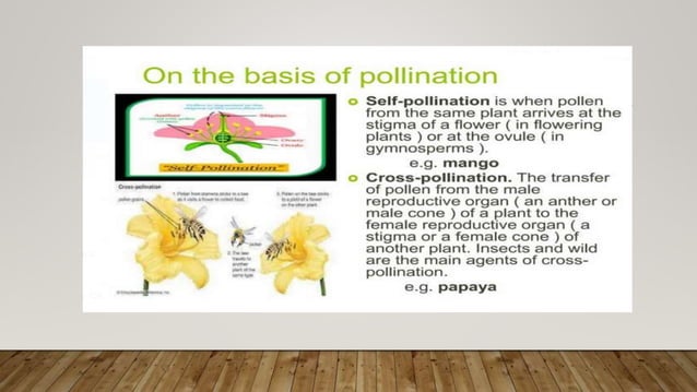 Pomology, Horticulture Plant Sciences.pptx