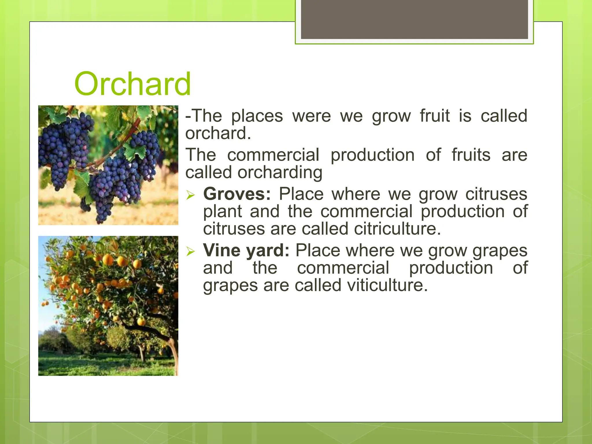 Pomology a study of growing fruit bearing trees | PPTX