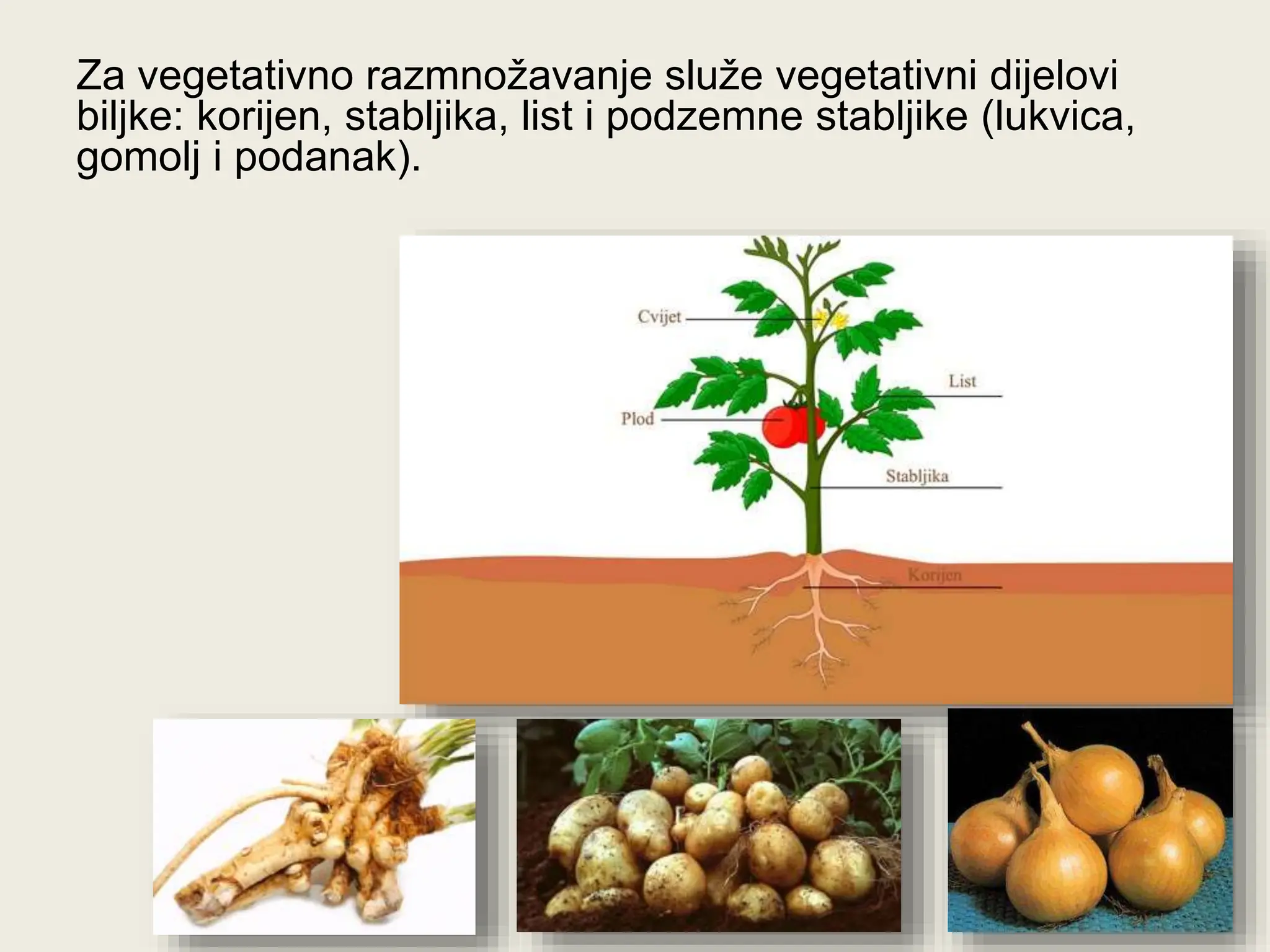 Pomoćni-vrtlar_Tehnologija-zanimanja_Vegetativno-razmnozavanje_1.r..ppsx