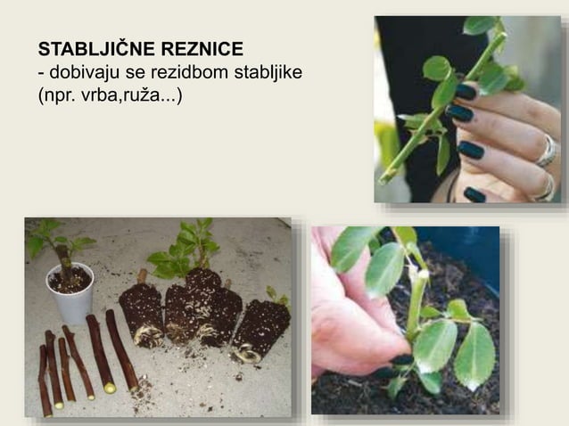 Pomoćni-vrtlar_Tehnologija-zanimanja_Vegetativno-razmnozavanje_1.r..ppsx