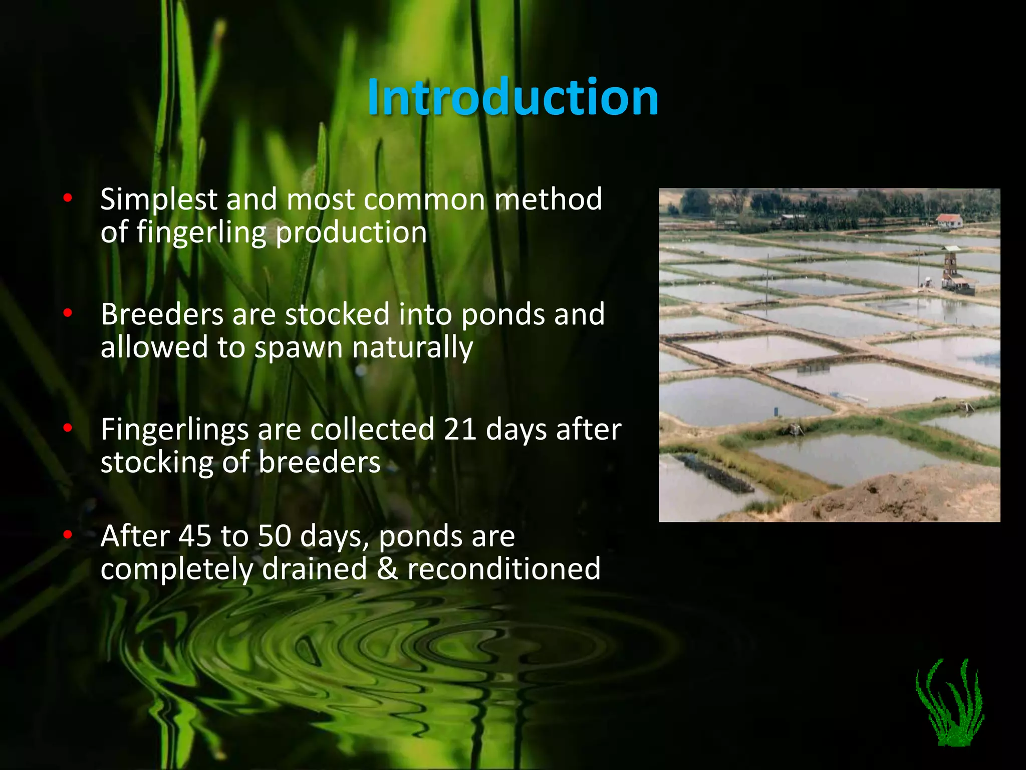 Pond Based Tilapia Hatchery Management.pptx