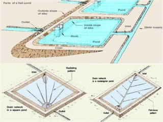 CONSTRUCTION OF FISH POND | PPT