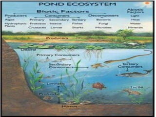 Pond Ecosystem Project