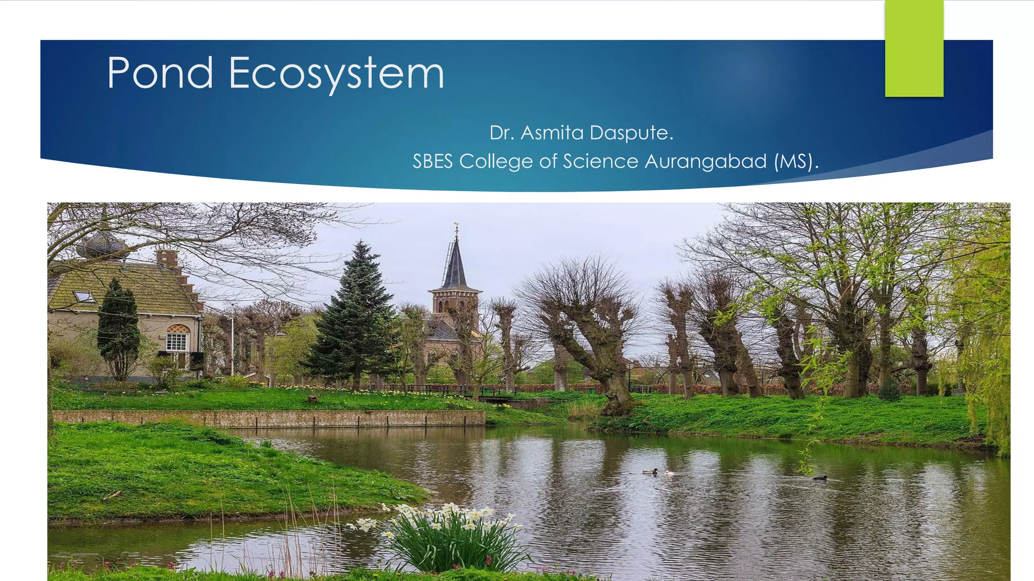 Pond ecosystem | PDF
