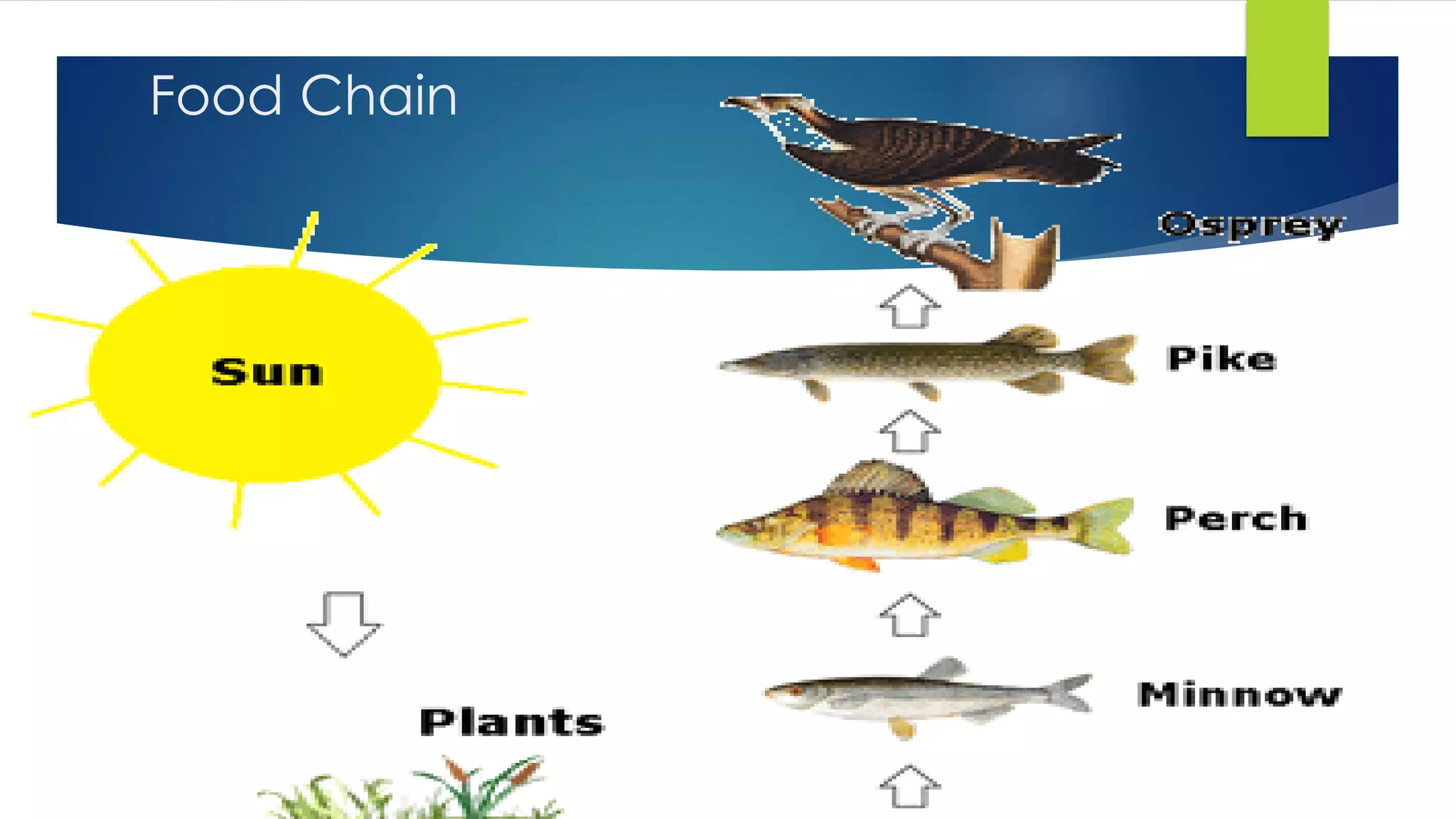 Pond ecosystem | PDF