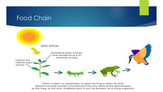 Pond ecosystem | PDF
