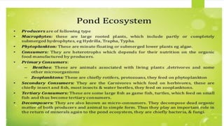 Pond Ecosystem Ppt