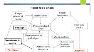 Pond ecosystem | PDF