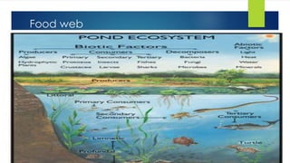 Pond Ecosystem Project
