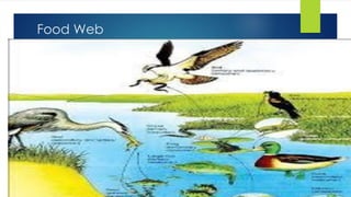 Pond Ecosystem Food Chain For Kids