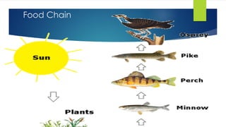 Pond Ecosystem Food Web