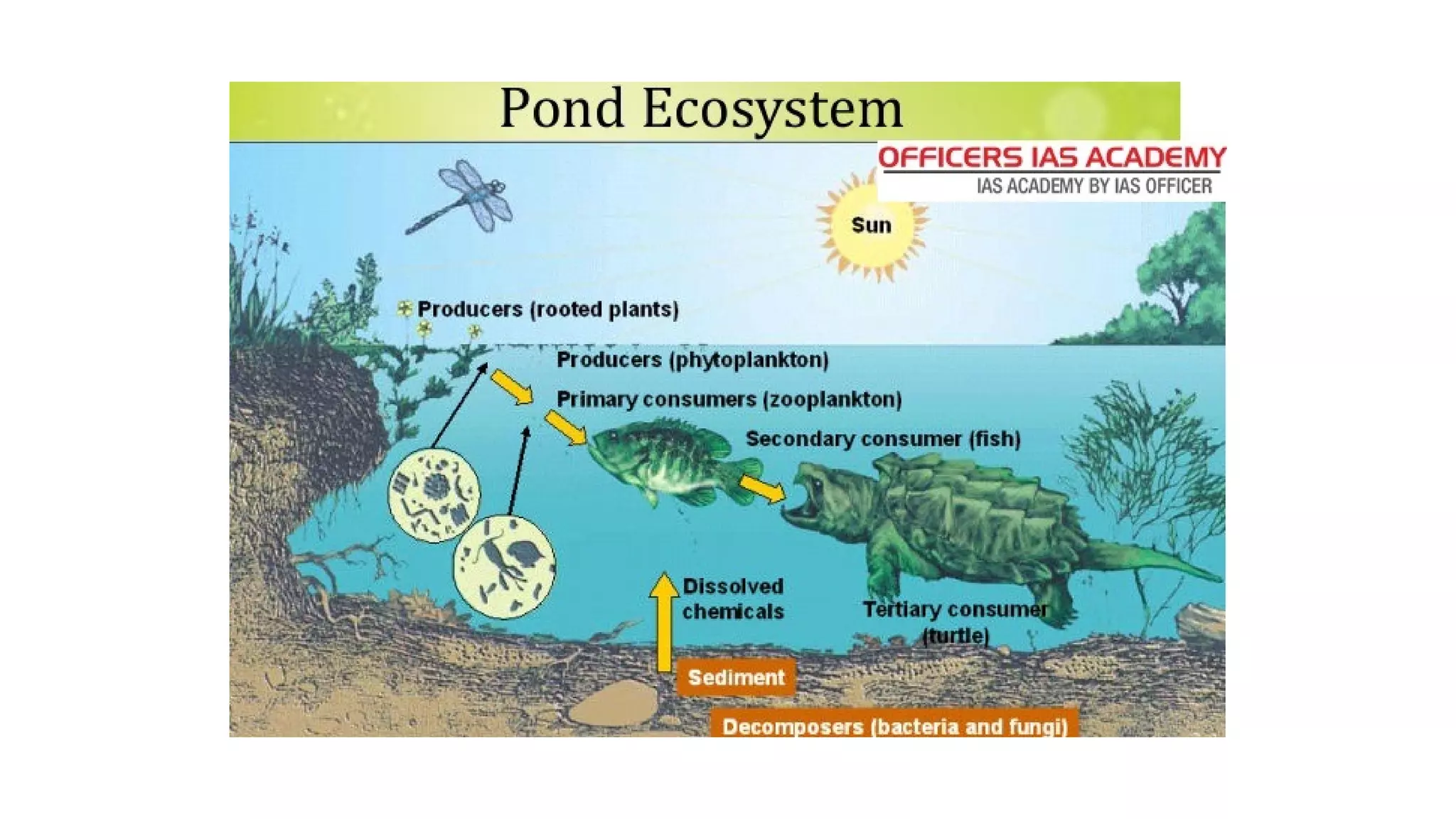 Pond Ecosystem.pdf