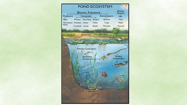Pond Ecosystem.pdf