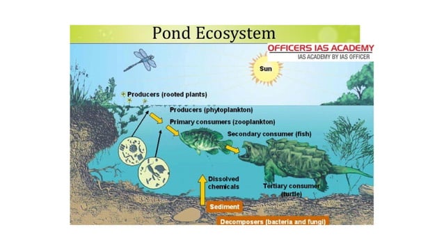 Pond Ecosystem.pdf