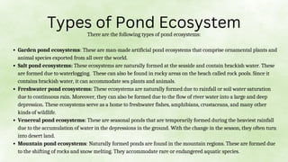 Pond Ecosystem Ppt