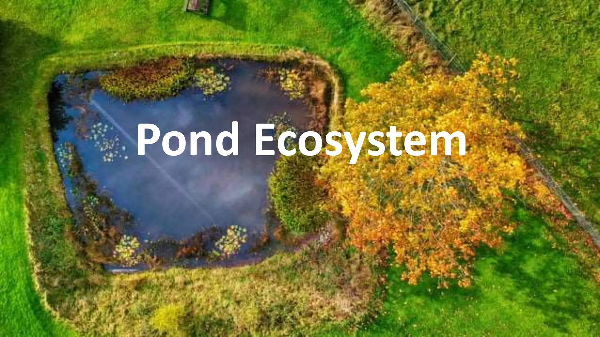 Pond Ecosystem 1349878487848484888484.pptx | Geography | Science