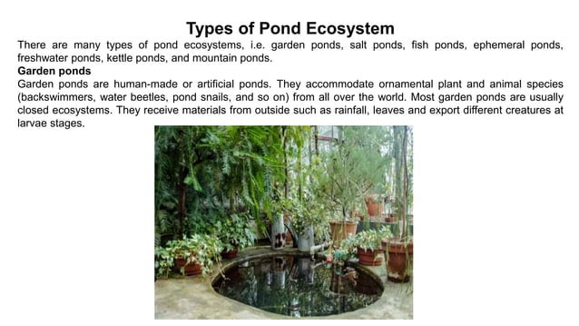 Pond Ecosystem 1349878487848484888484.pptx | Geography | Science