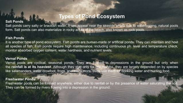 Pond Ecosystem 1349878487848484888484.pptx | Geography | Science