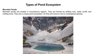 Pond Ecosystem 1349878487848484888484.pptx | Geography | Science