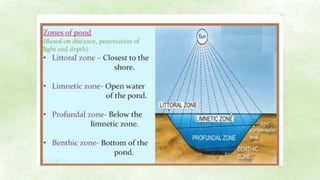 Pond Ecosystem 1349878487848484888484.pptx | Geography | Science