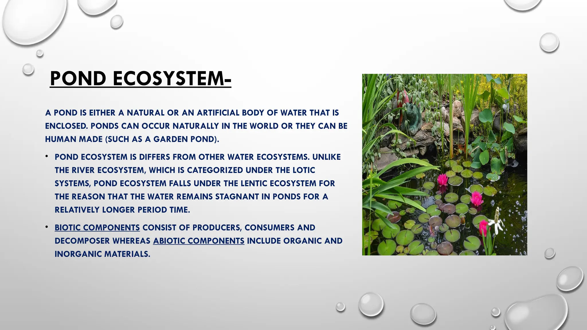 pond ecosystem.pptx. explains basic points about pond ecosystem | PPTX