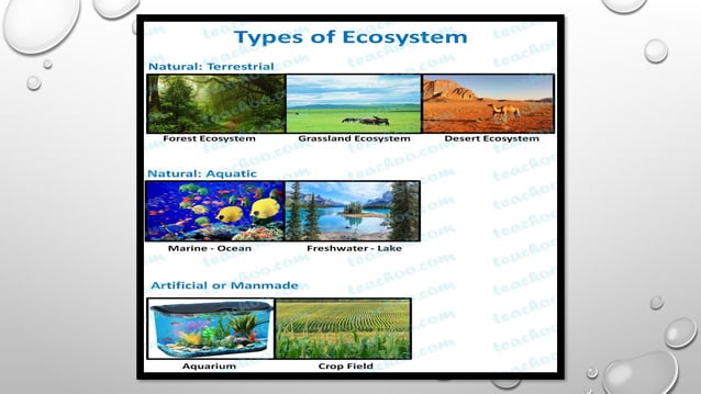 pond ecosystem.pptx. explains basic points about pond ecosystem | PPTX