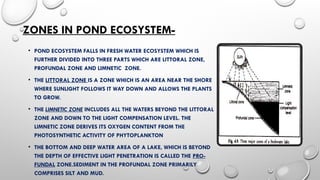 pond ecosystem.pptx. explains basic points about pond ecosystem | PPTX