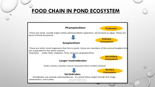 pond ecosystem.pptx. explains basic points about pond ecosystem | PPTX