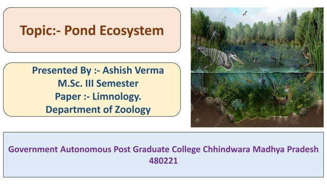 Pond Ecosystem ---- by AshishVerma1.pptx