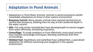 Pond Ecosystem ---- by AshishVerma1.pptx