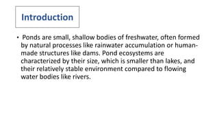 Pond Ecosystem ---- by AshishVerma1.pptx