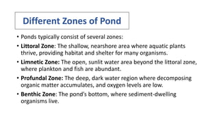 Pond Ecosystem ---- by AshishVerma1.pptx