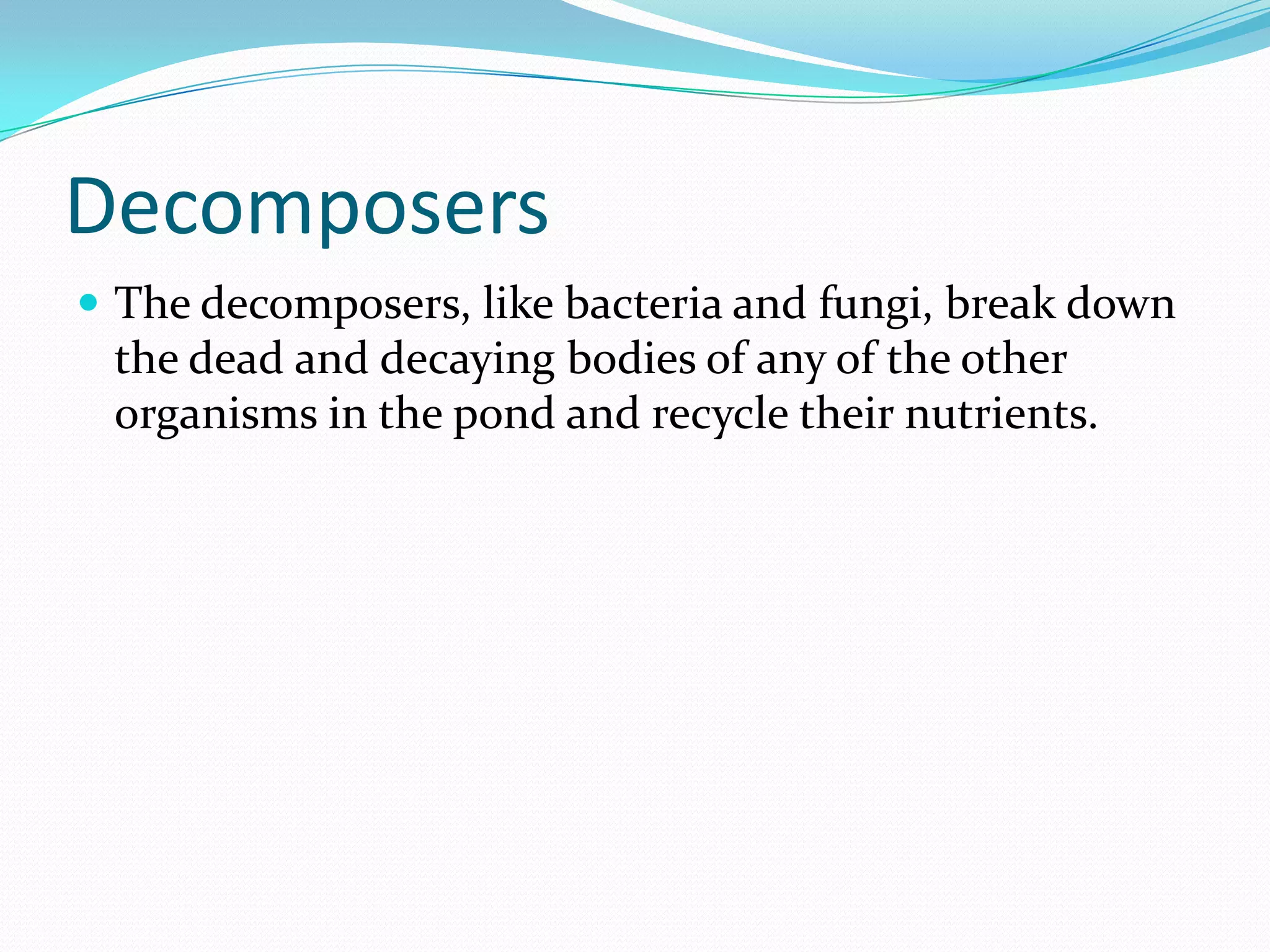 Pond food web | PPTX