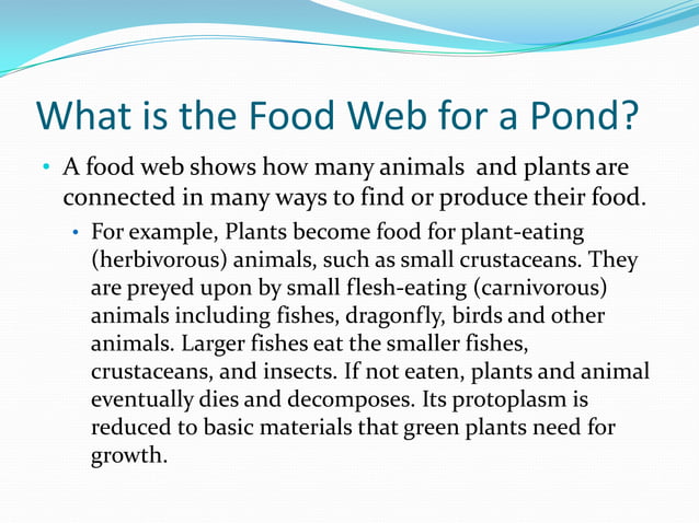 Pond food web | PPTX