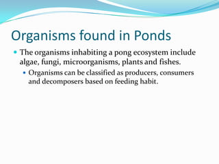 Pond food web | PPTX